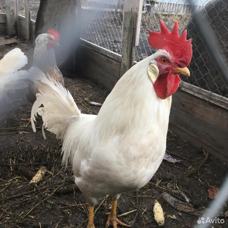 Петух Легорн