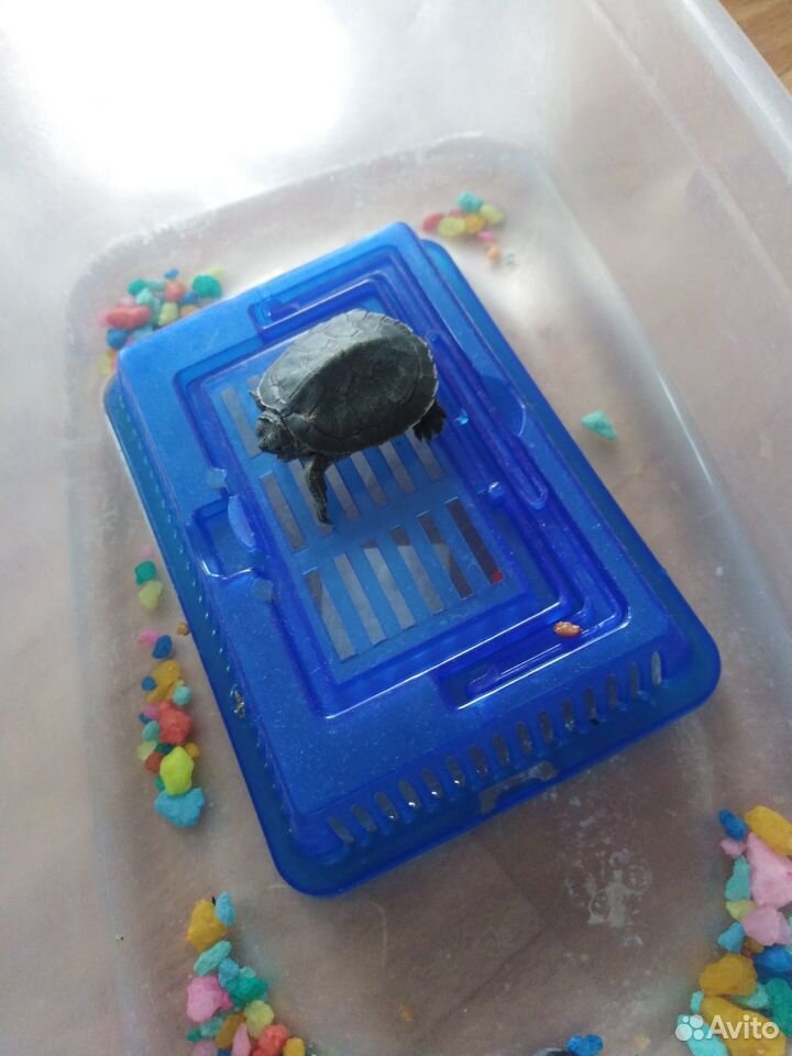 Продать черепашку