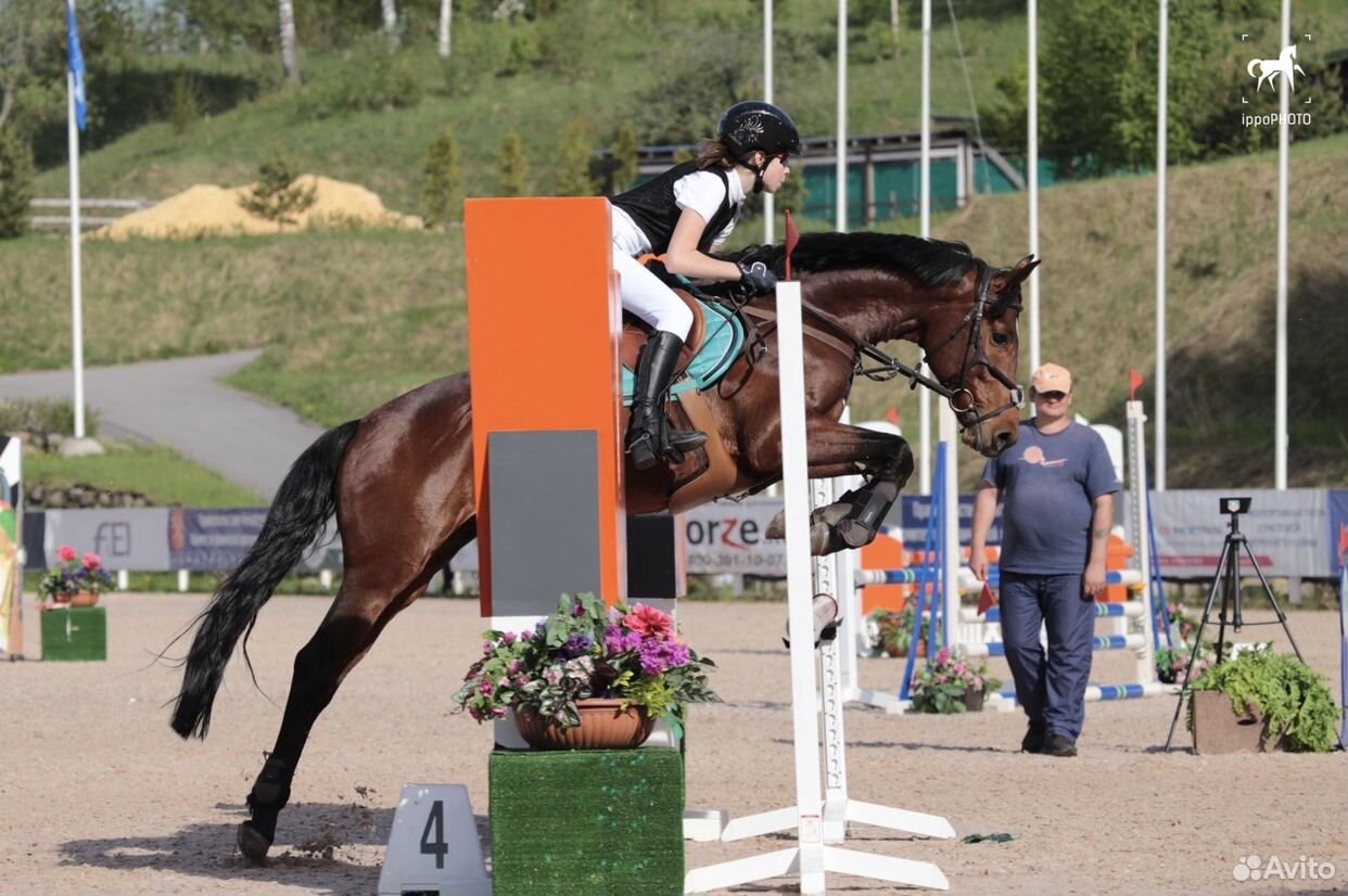 Прекрасный конкурный конь