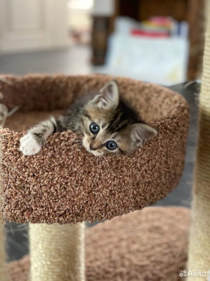 Малыш Крош 2,5 месяца в ответственные ручки