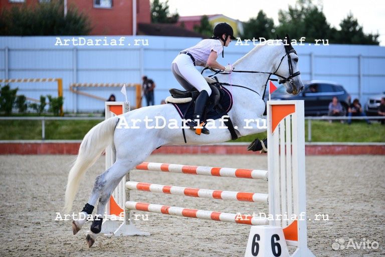 Продам жеребца