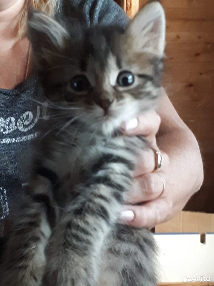 Отдам даром трёх милашек