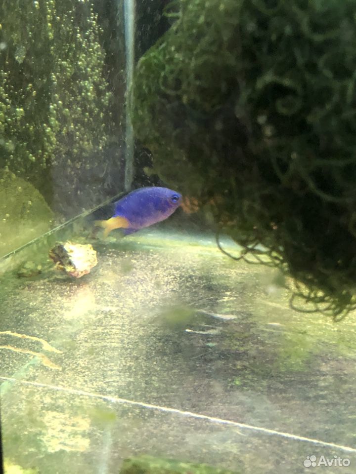 Хризиптера