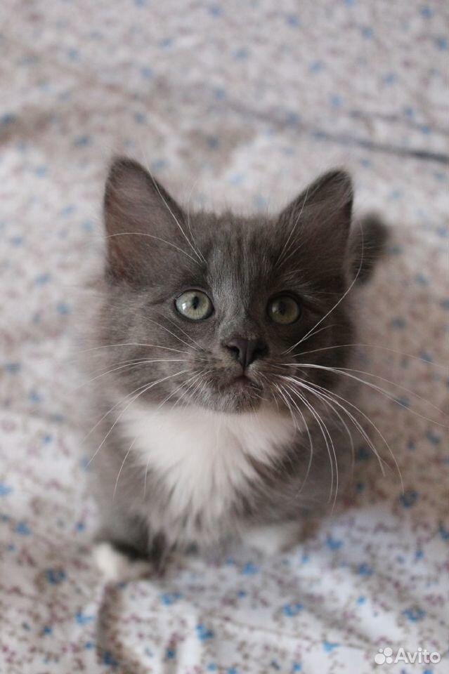 Котенок Пушок ищет дом и хозяина