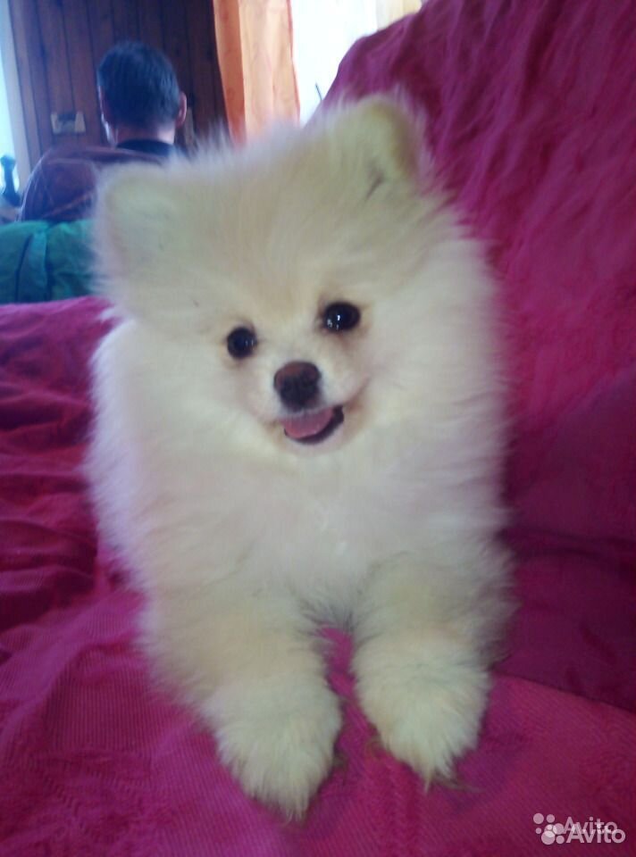 Щенки шпица. Резерв