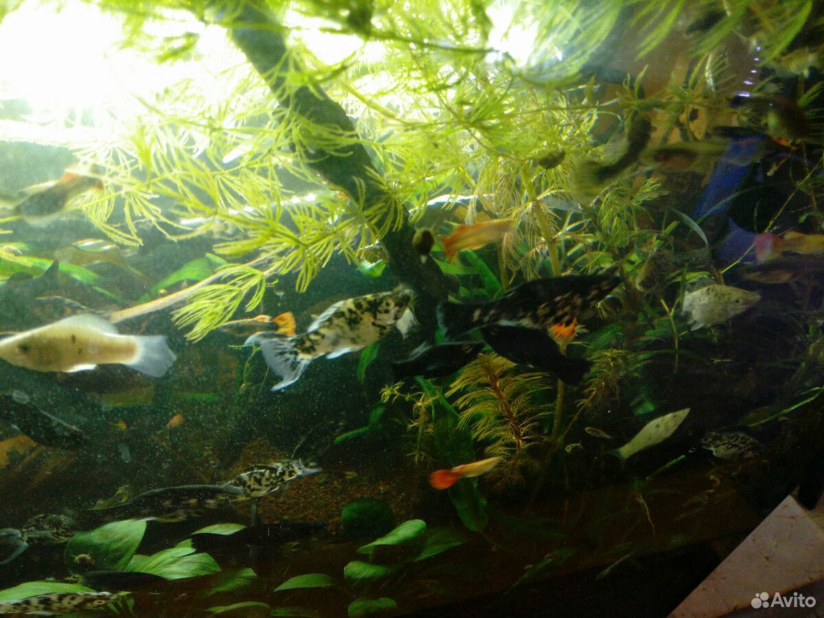 Моллинезия мраморная, долматинец