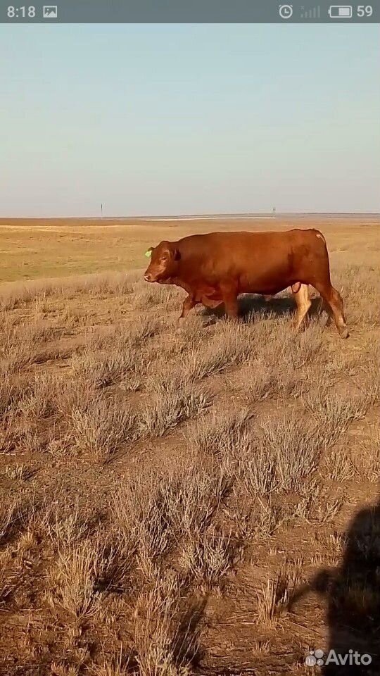 Лимузинский Бык