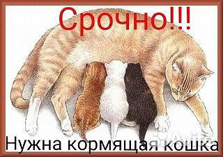 Ищем кормящую кошку