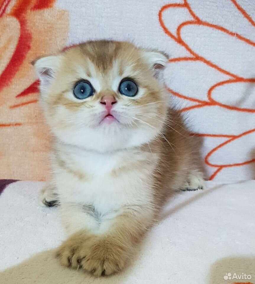 Золотой мальчик