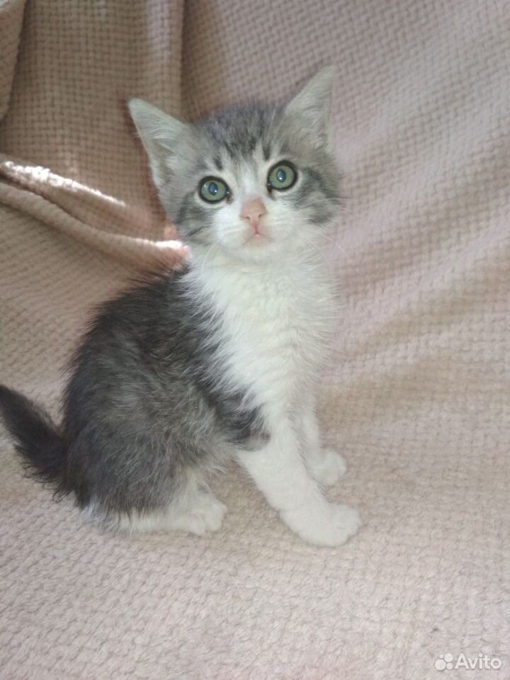 Котенок в дар