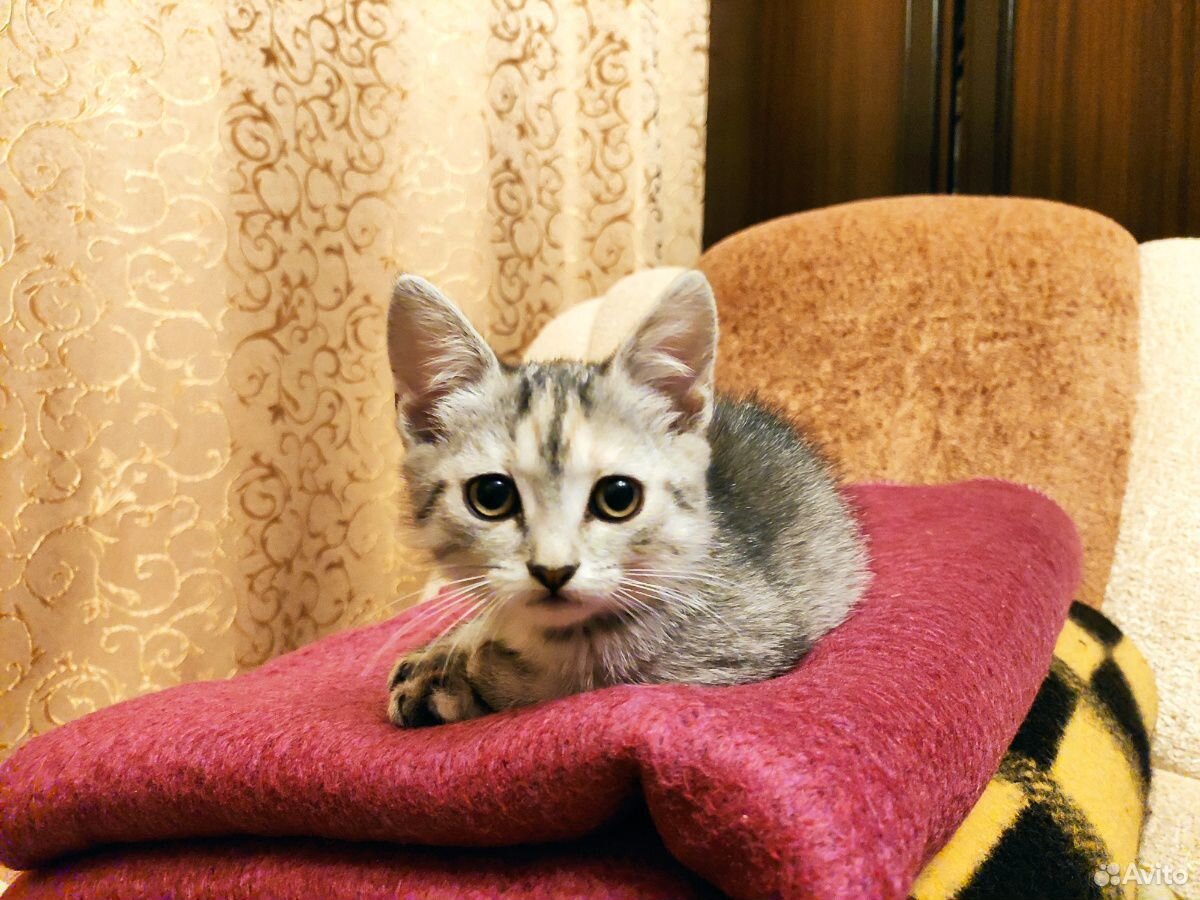 Котёнок,девочка(2месяца),в добрые руки