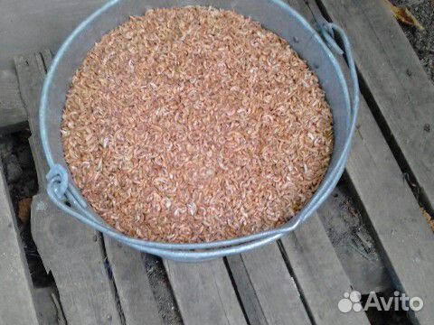 Корм для рыбок гуммарус