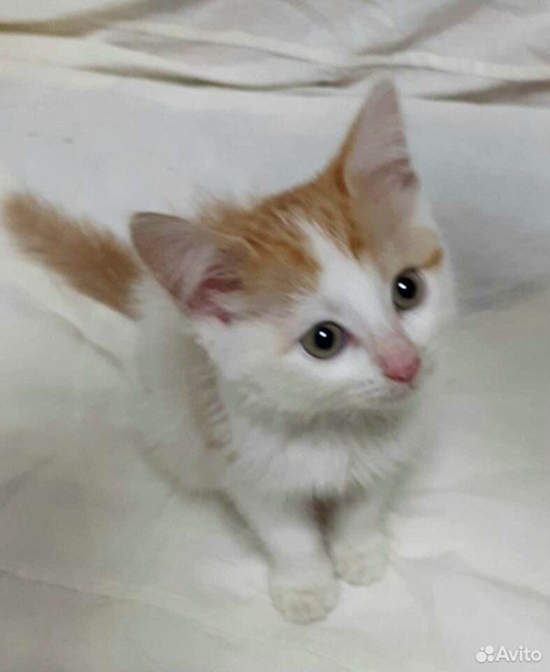 Котенок девочка 2 с половиной месяца