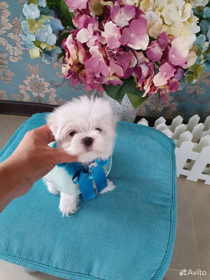 Щеночки мальтезики