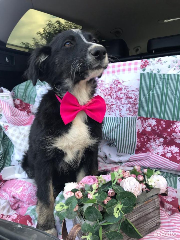 Отдам щенка в хорошие руки