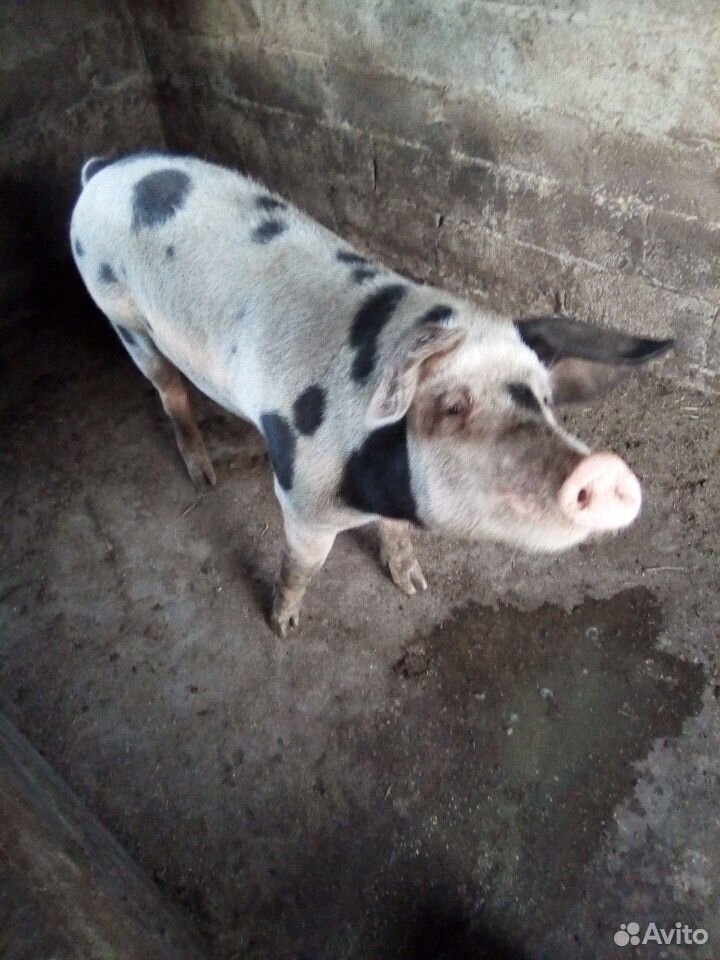 Кабан производитель