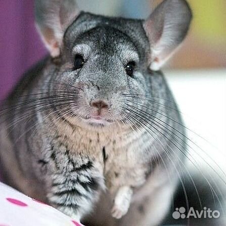 Шиншилла с клеткой