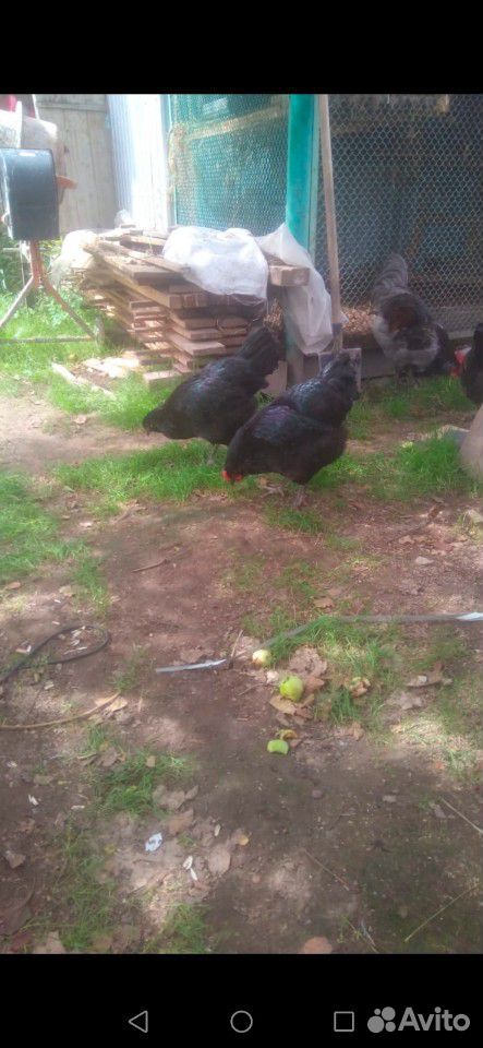 Куры дзержинский гигант