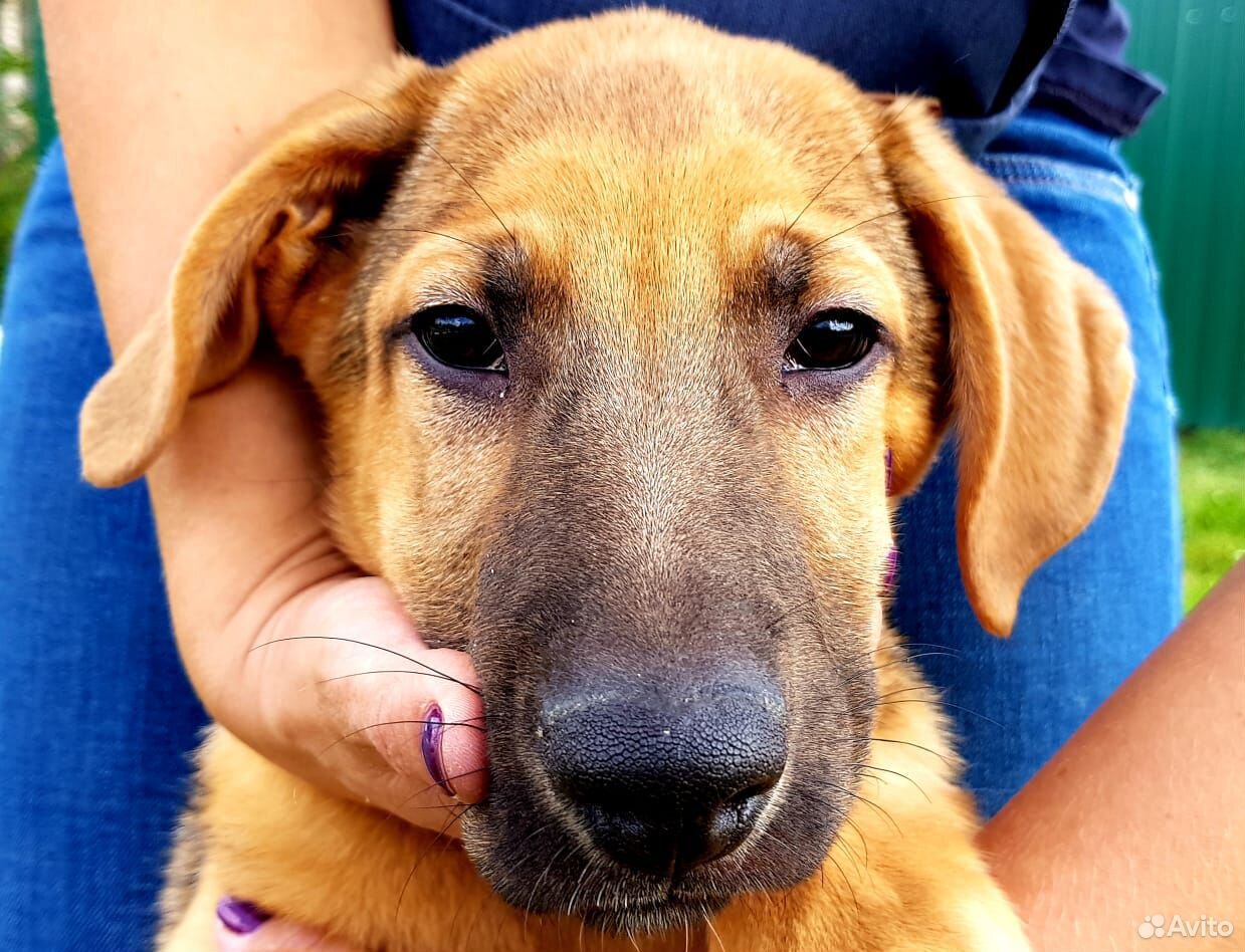 Роскошный щенок Каспер 3 мес ждет своих родителей