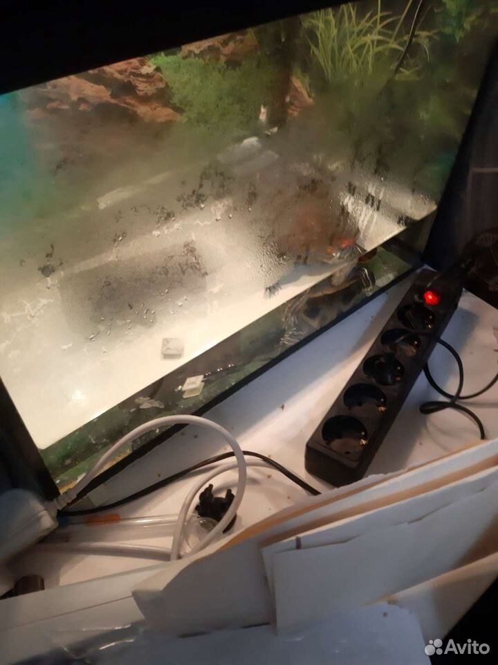 Красноухоя черепаха