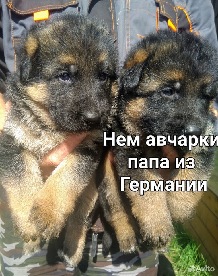 Немецкая овчарка