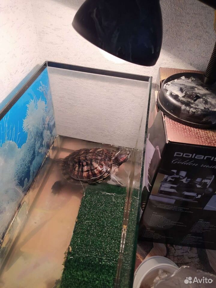 Черепаха с приданным