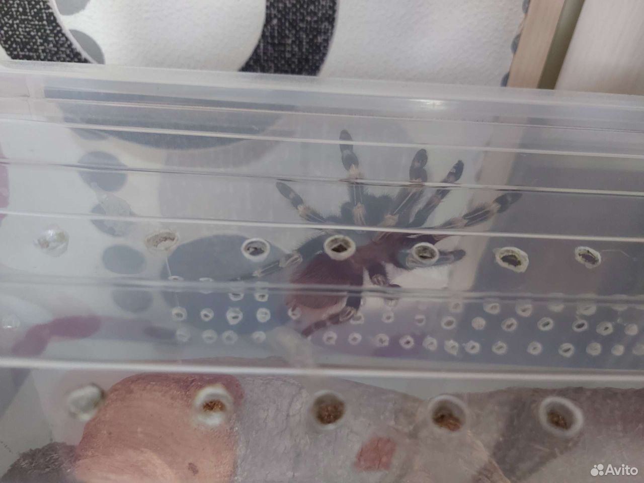 Птицеед нанду хроматус самка 9-10L