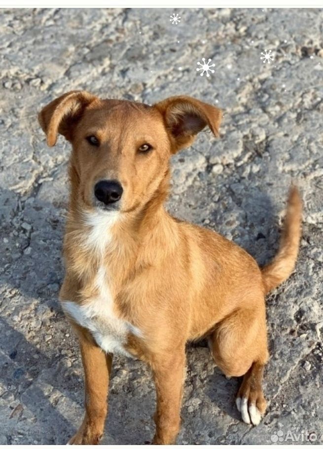 Замечательная Бемби ищет дом