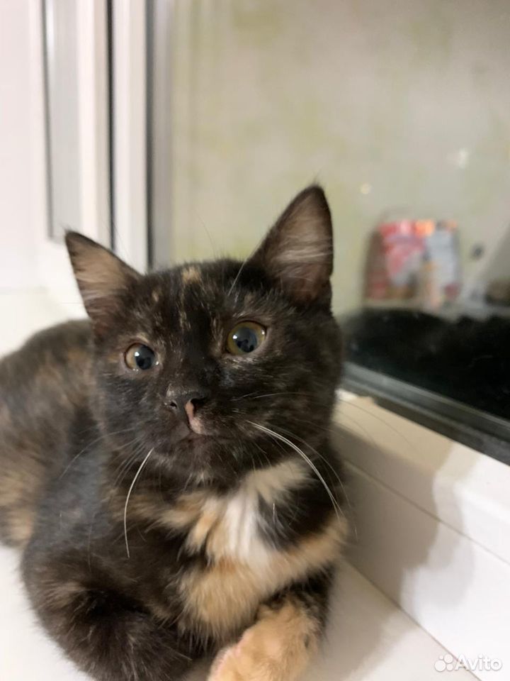 Талисман счастья