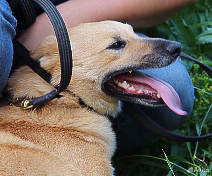 Собака Алиса ищет хозяина. Отдадим в хорошие руки