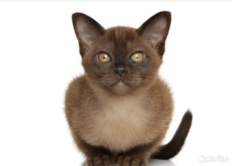 Бурманская