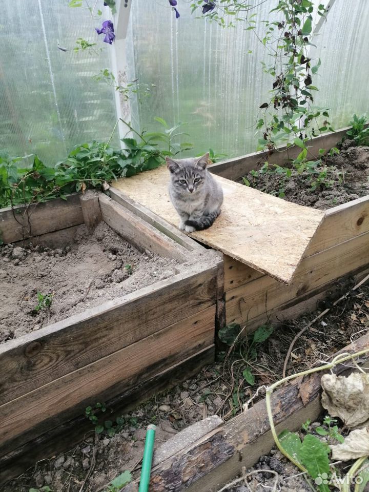 Отдам котенка в хорошие руки