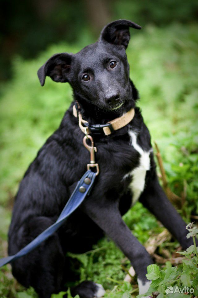 Щенки мальчик и девочка 4 мес привиты оьдаются по