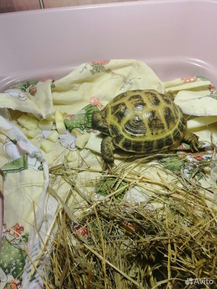 Черепаха сухопутная