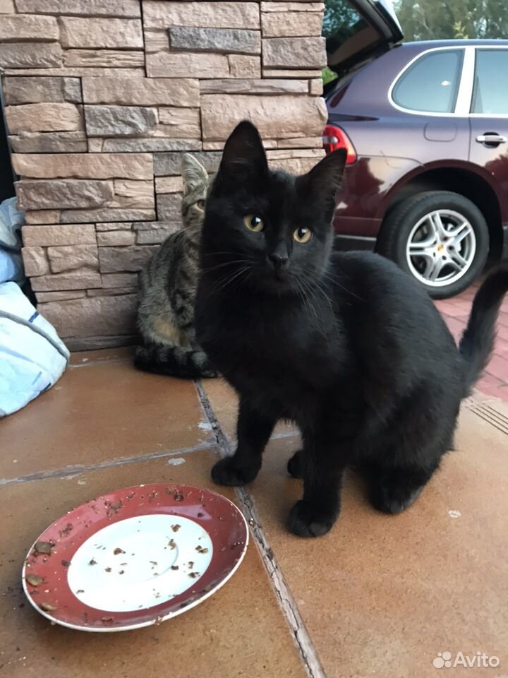 Черный котенок