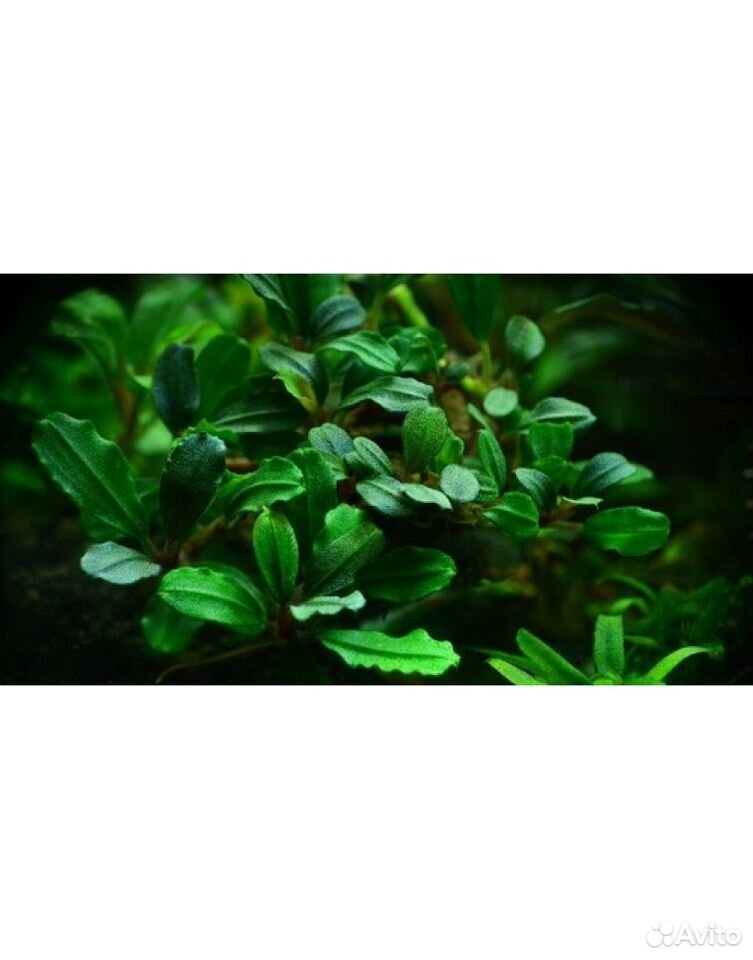 Буцефаландра Брауни Феникс (Bucephalandra sp. "Bro