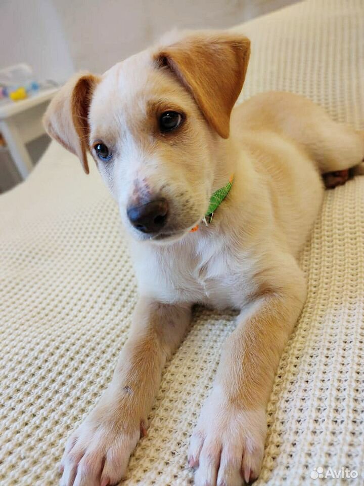 Золотой щенок ищет дом