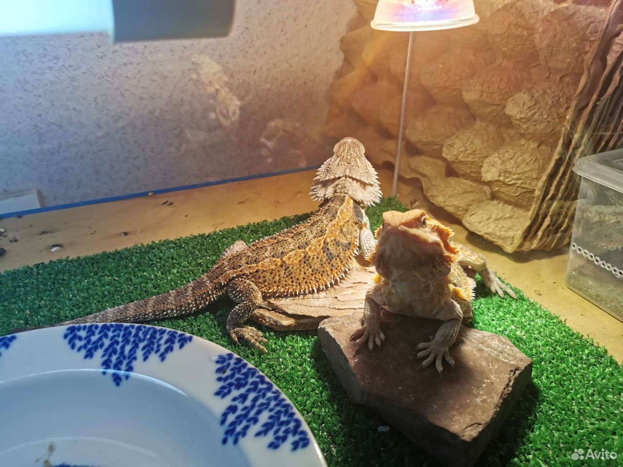 Бородатые агамы малыши
