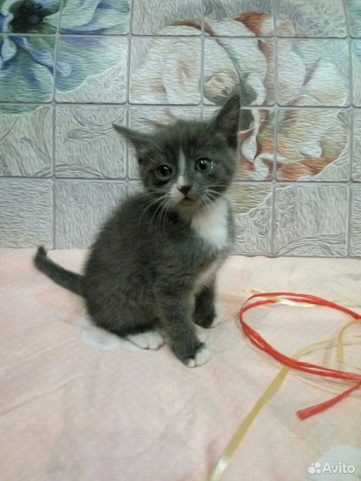 Мальчишка 1,5 месяца