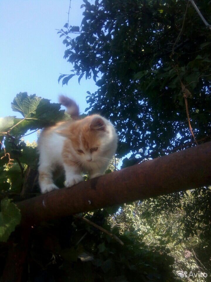 Рыжий рыжий кот он хозяев добрых ждёт