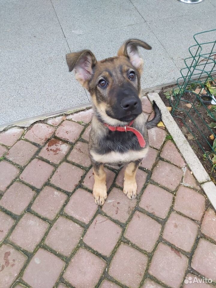 Малышка овчароидного типа в добрые руки