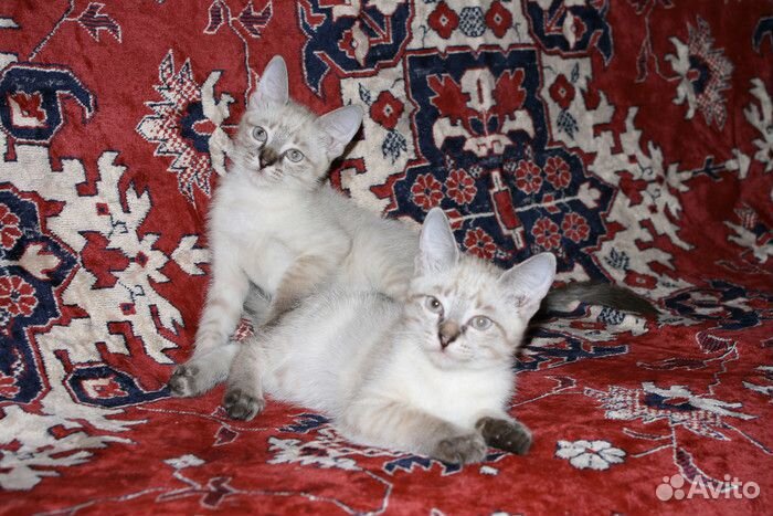 Тайский котенок-2 месяца