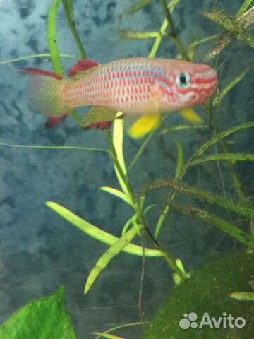 Афиосемион габонский (Aphyosemion gabunense)