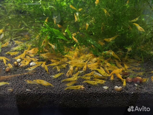 Креветка желтая