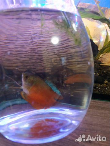 Рыбка Лялиус