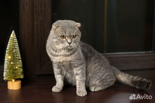 Шотландская вислоухая кошка в дар