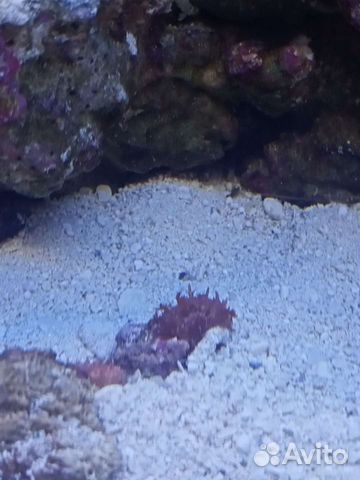 Анемон песчаный, астерины