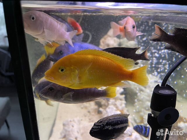 Малавийские цихлиды