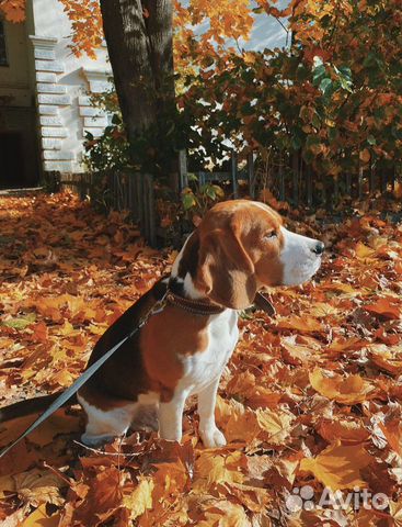 Бигль вязка