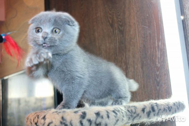 Джек воробей